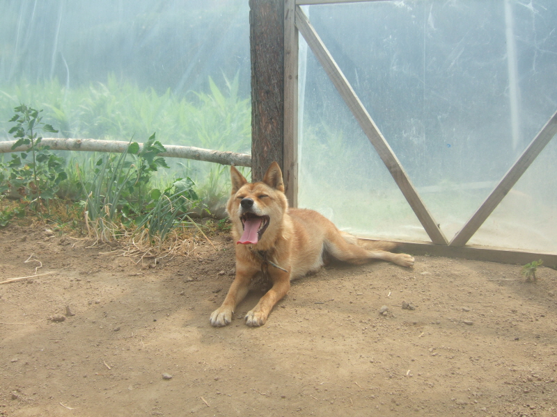 추석때 시골에서 각종 동물들. | 반려동물 갤러리