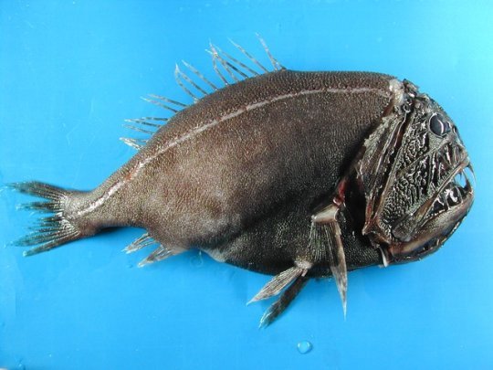 심해생물 | 괴담/오컬트